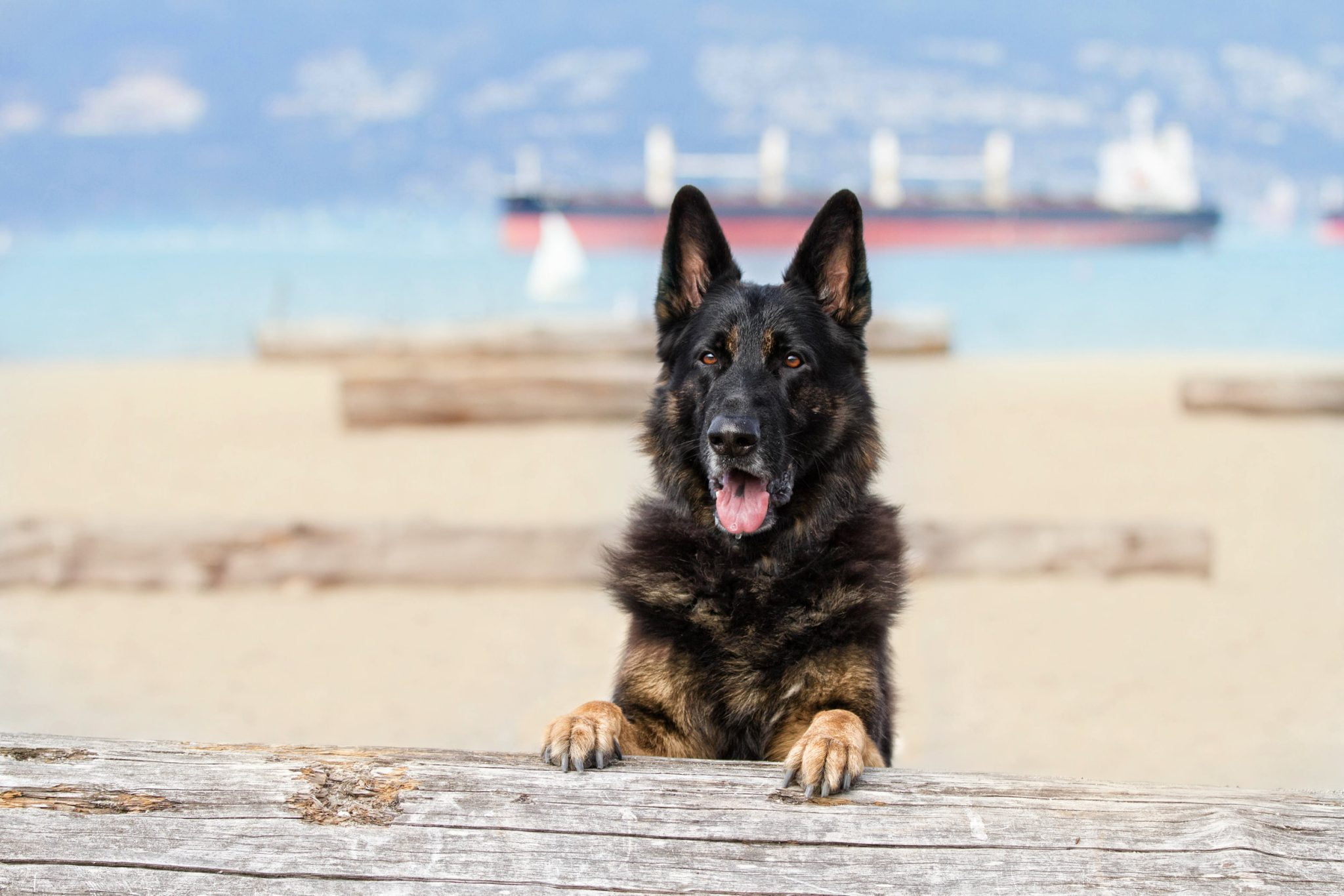 Services - Zen Dog Canine Training