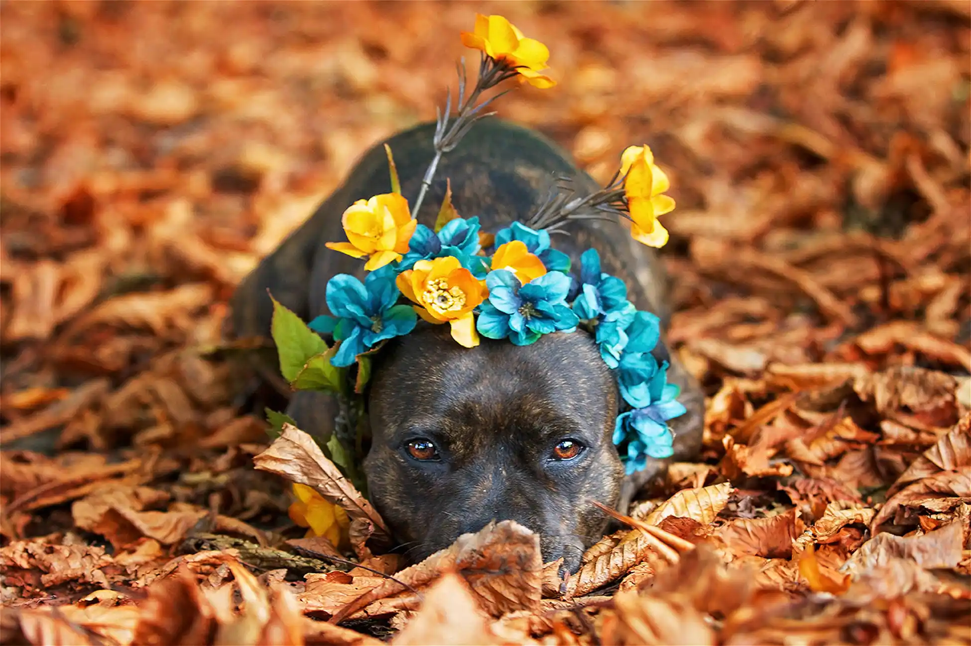 Single Lesson - Zen Dog Canine Training