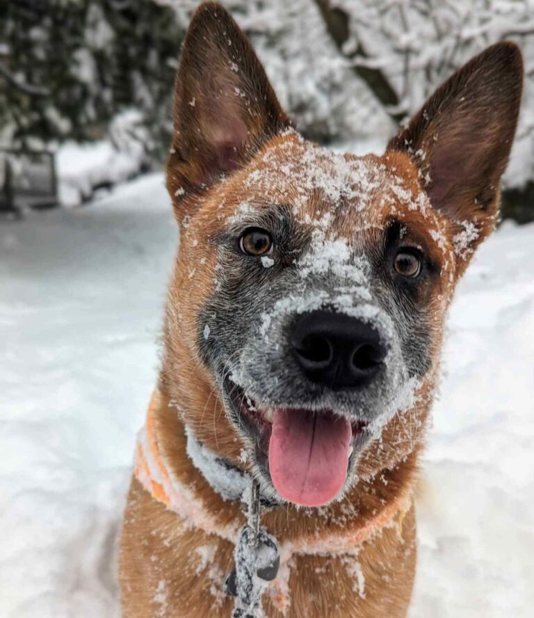 Nurturing the Adolescent - Zen Dog Canine Training