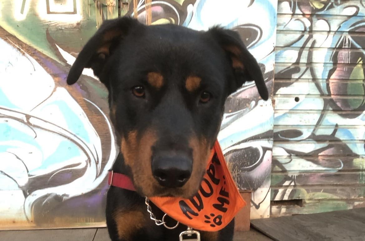 Archer: Featured Rescue - Zen Dog Canine Training