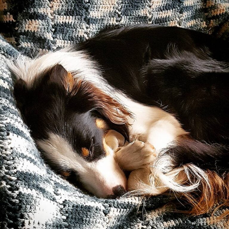 The Art of 'Chilling': The Practical Relaxation Protocol - Zen Dog ...