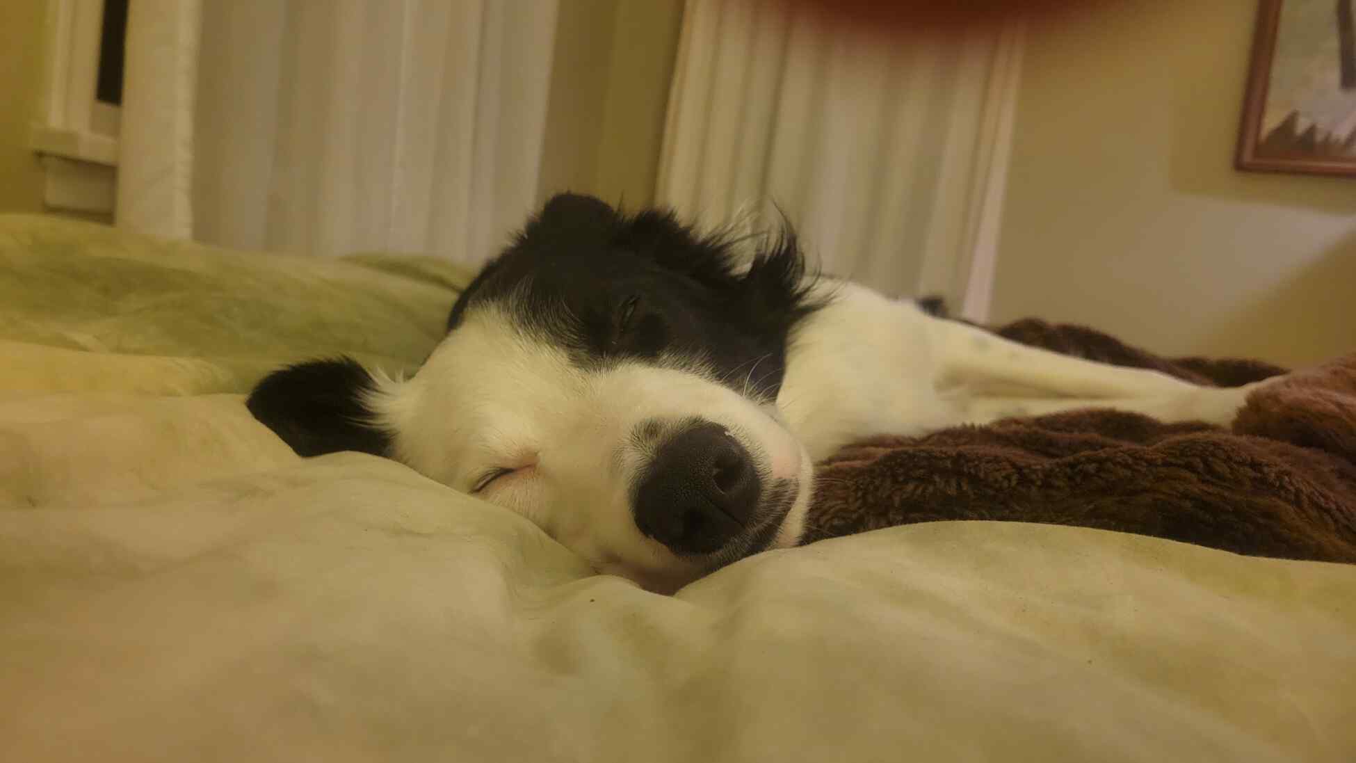 The Art of 'Chilling': The Practical Relaxation Protocol - Zen Dog ...