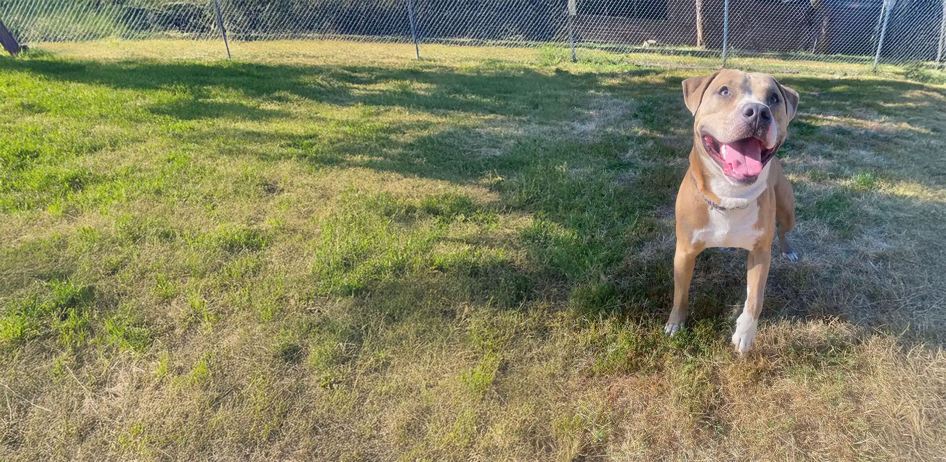 Brisket: Featured Rescue - Zen Dog Canine Training