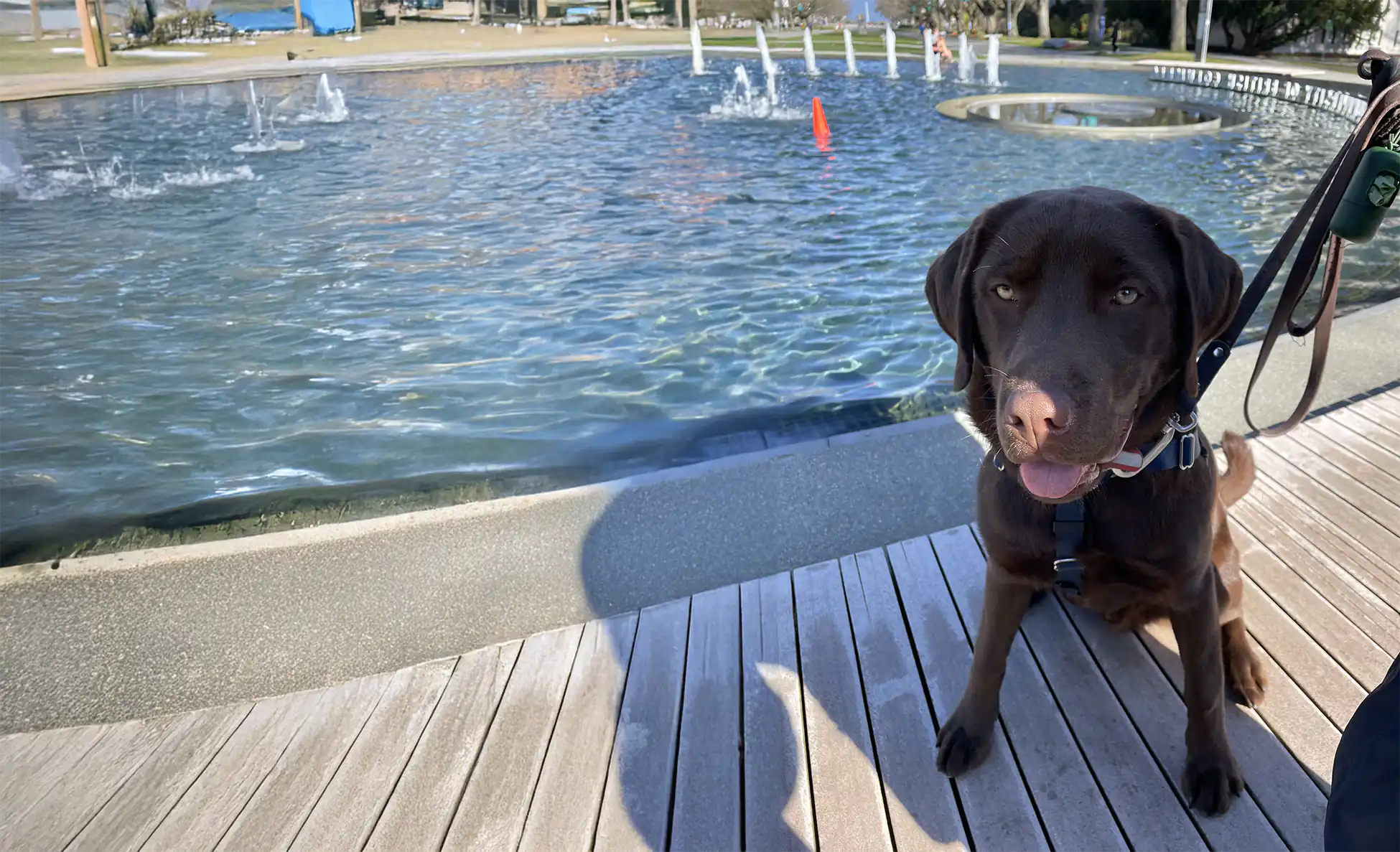 The "Big Feelings" Dog - Zen Dog Canine Training