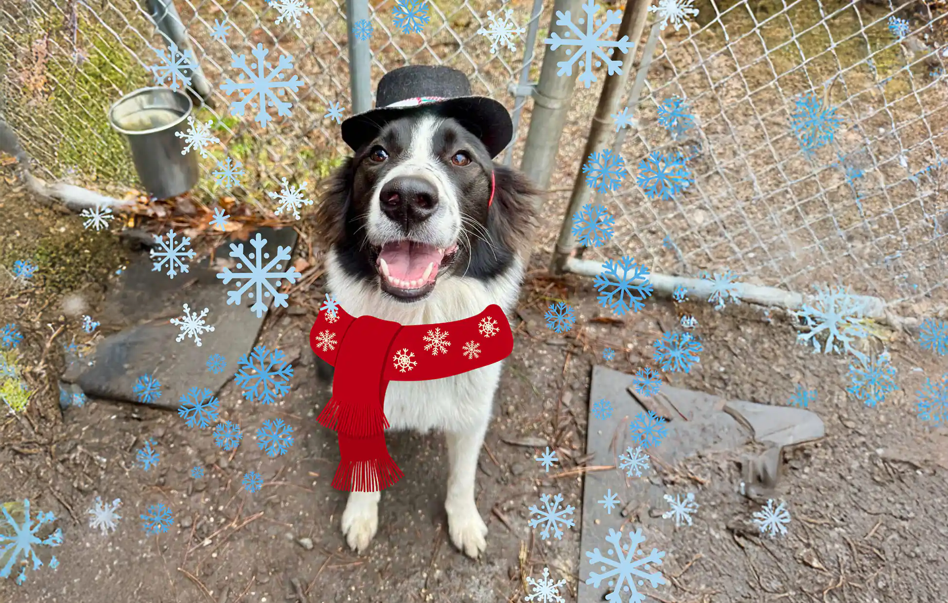 Bodie: Featured Rescue - Zen Dog Canine Training