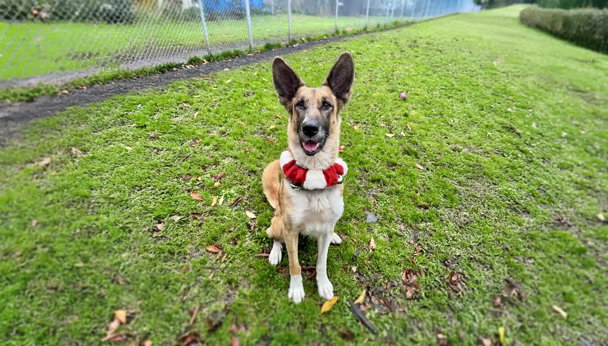 Ellie: Featured Rescue - Zen Dog Canine Training