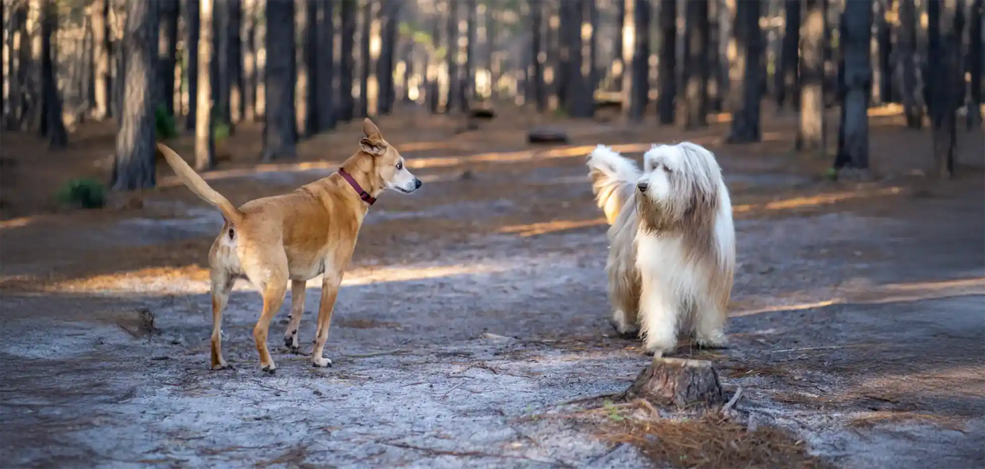 Mastering Dog Greetings: A Guide for Urban Dog Owners - Zen Dog Canine ...