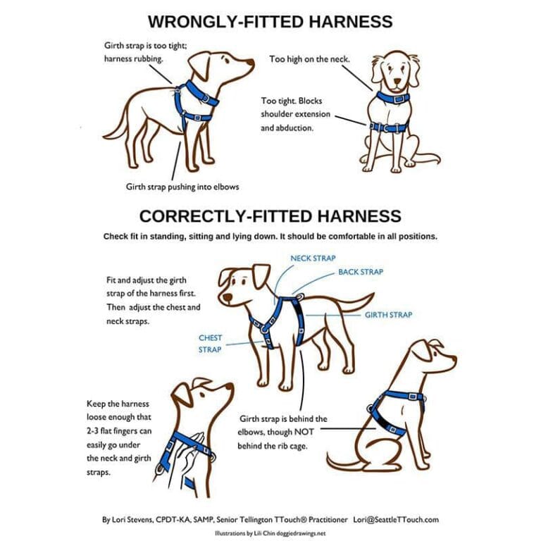 HARNESS UP! - Zen Dog Canine Training