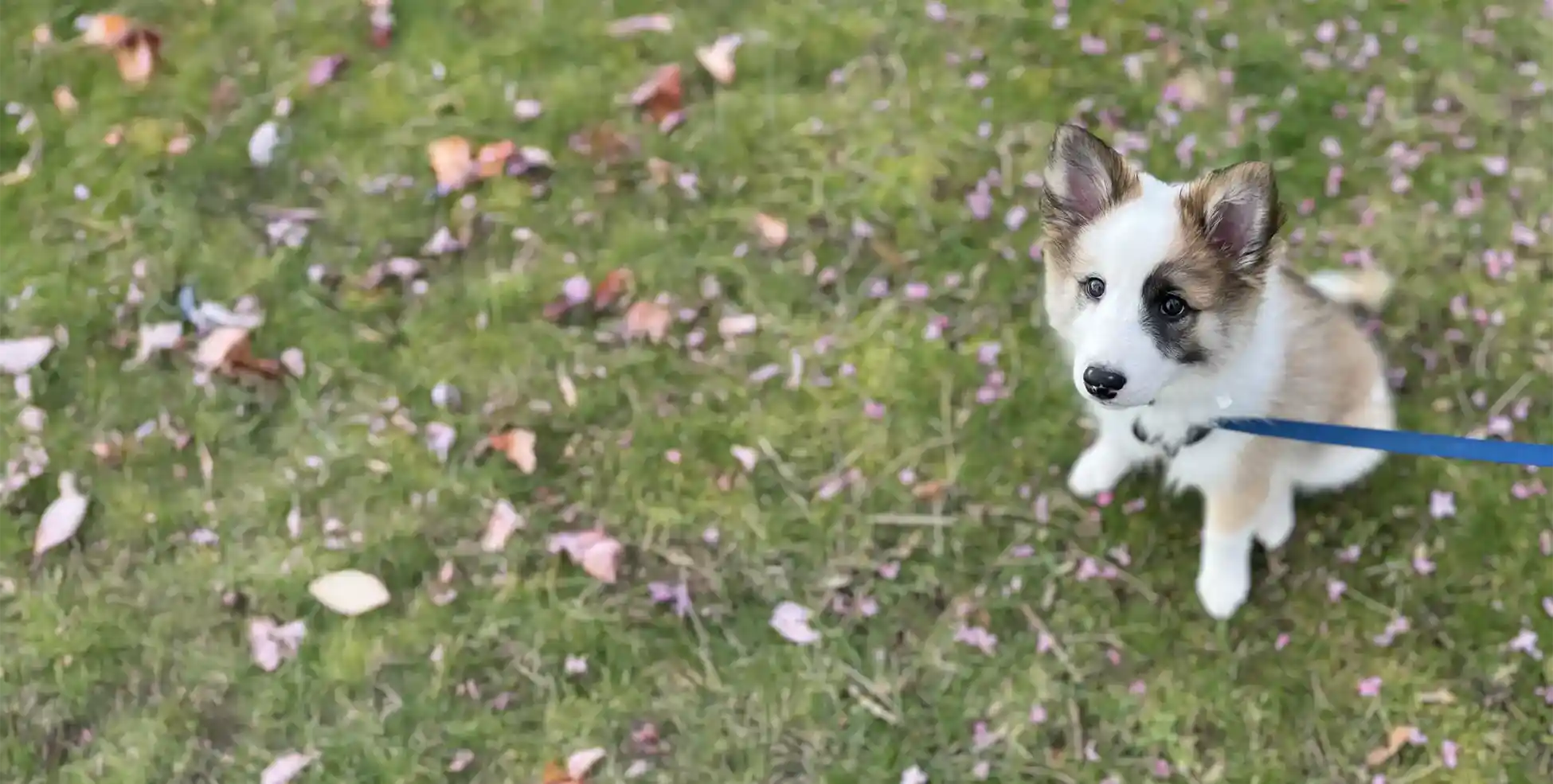 Featured Student: Mugi - Zen Dog Canine Training